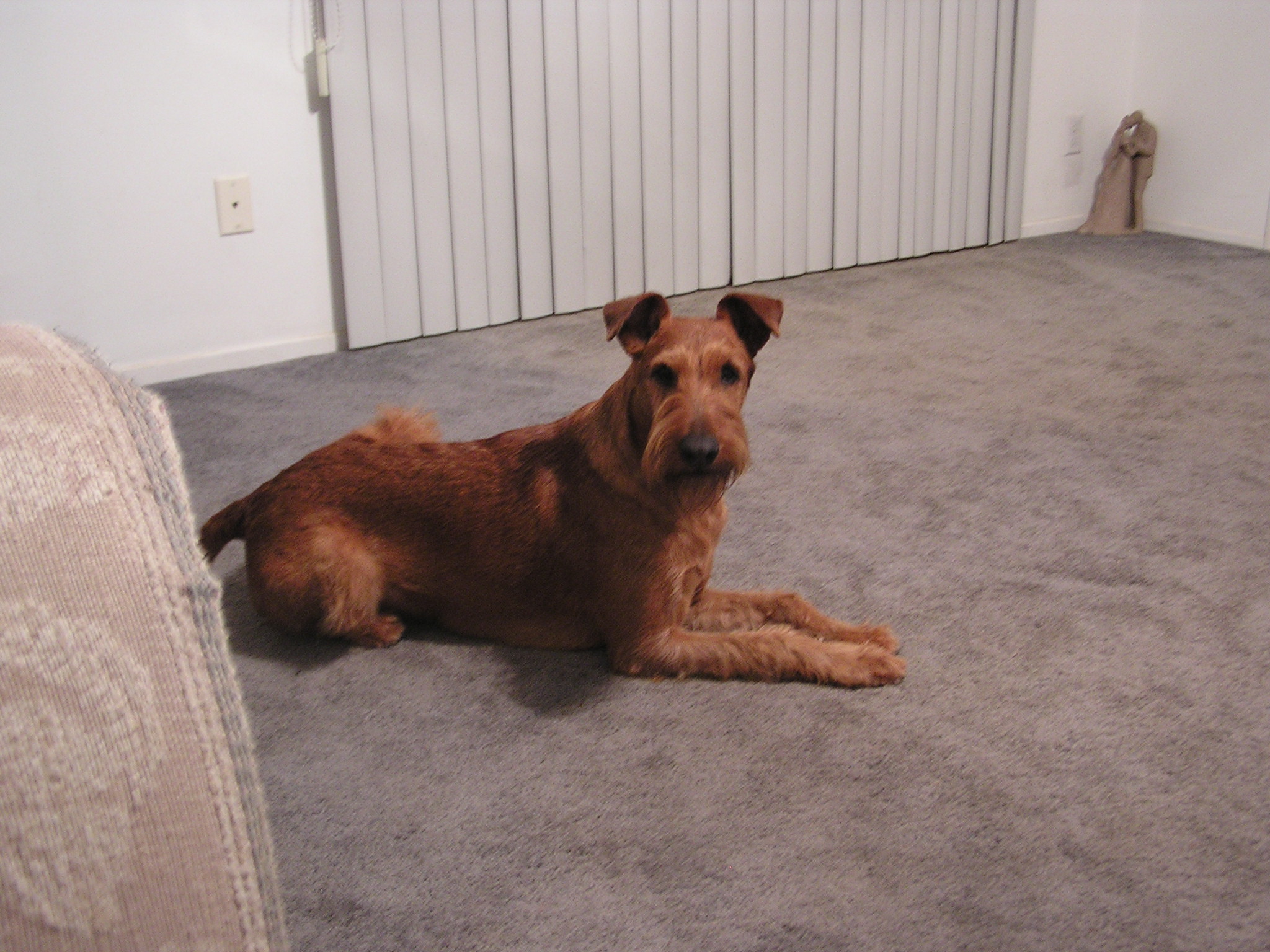 Liam Irish Terrier Rescue Network